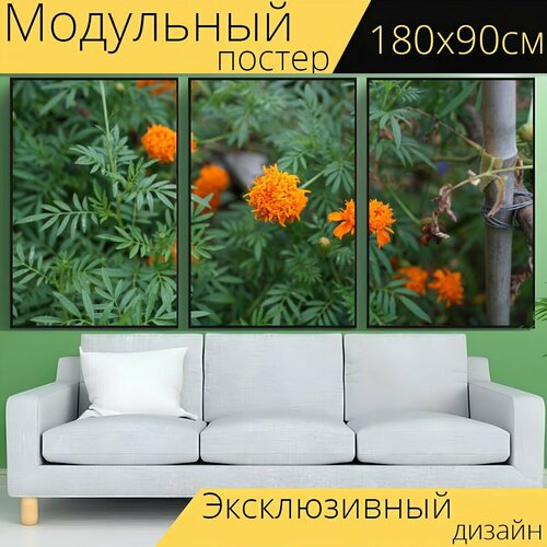 Модульный постер "Ноготки, золотой оранжевый цветок, цветы" 180 x 90 см. для интерьера