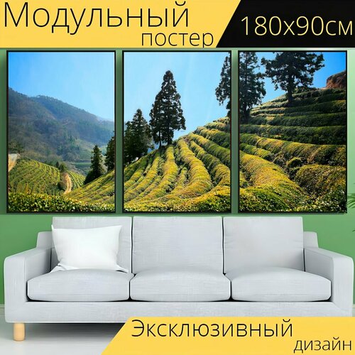 Модульный постер "Чинджу, зеленый чай плантации, пейзаж" 180 x 90 см. для интерьера