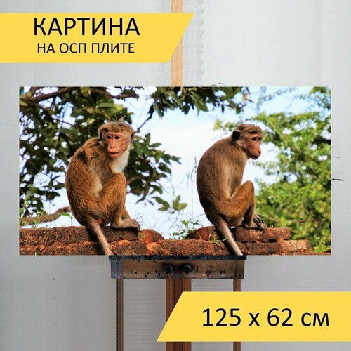 Картина на ОСП 125х62 см. "Пара, обезьяна, приматы" горизонтальная, для интерьера, с креплениями