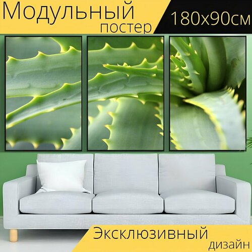 Модульный постер "Кактус, сок растение, алоэ" 180 x 90 см. для интерьера