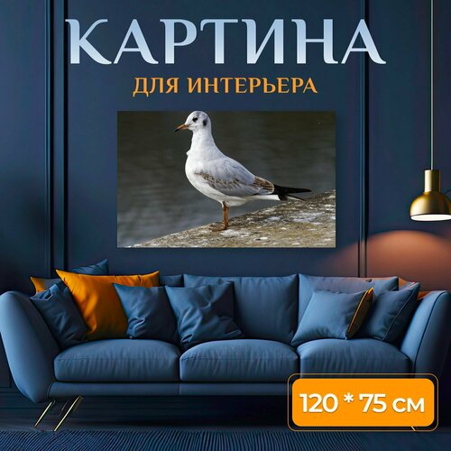 Картина на холсте "Птица, чайка, оперение" на подрамнике 120х75 см. для интерьера