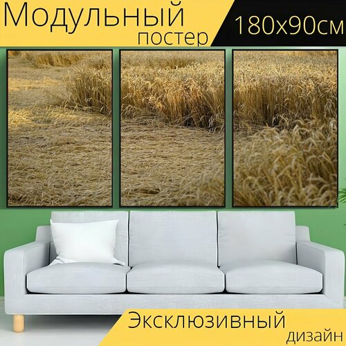 Модульный постер "Ущерба от бури, пшеничное поле, повреждать" 180 x 90 см. для интерьера