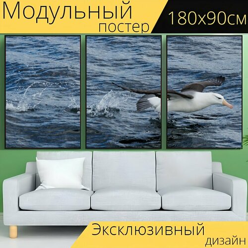 Модульный постер "Черный альбатрос заварить, морская птица, бигля" 180 x 90 см. для интерьера