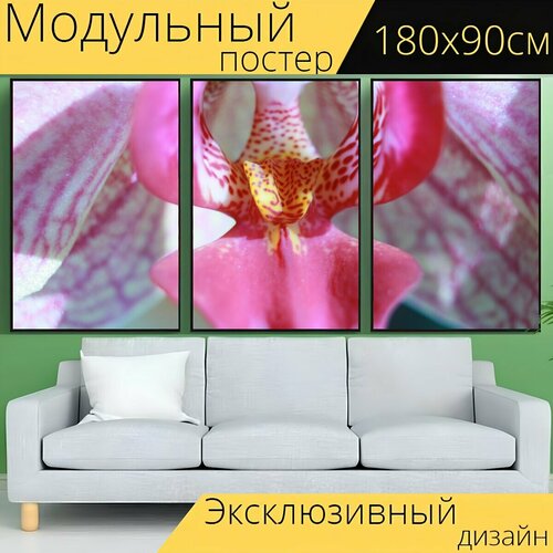 Модульный постер "Орхидея, цветок, орхидеи" 180 x 90 см. для интерьера