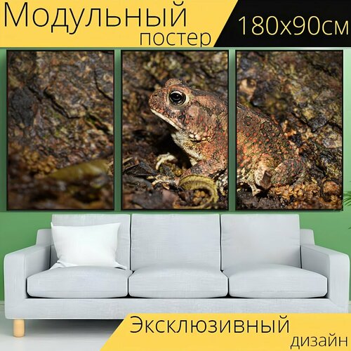 Модульный постер "Жаба, природа, лягушка" 180 x 90 см. для интерьера