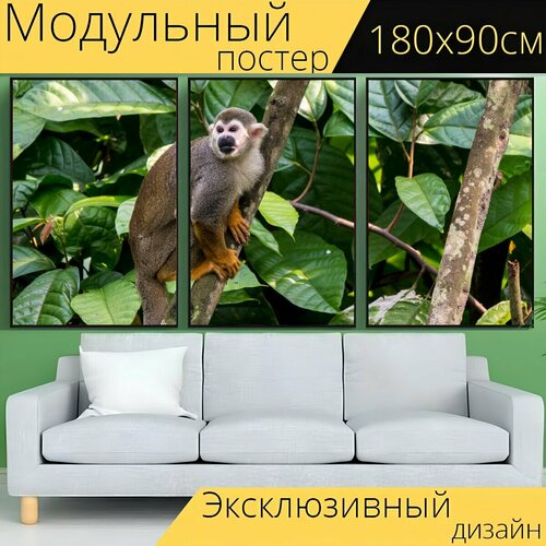 Модульный постер "Белка обезьяна, зоопарк, животное" 180 x 90 см. для интерьера