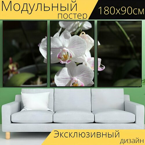 Модульный постер "Орхидея, цветы, блум" 180 x 90 см. для интерьера