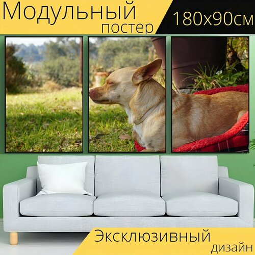 Модульный постер "Собака, чихуахуа, мило" 180 x 90 см. для интерьера