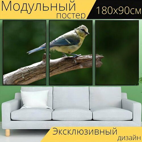 Модульный постер "Лазоревка, молодая птица, птица" 180 x 90 см. для интерьера