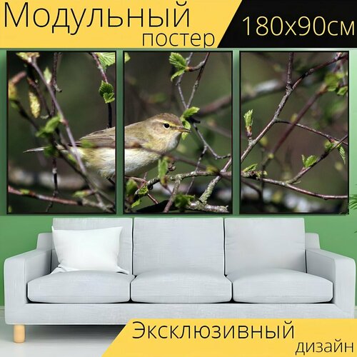 Модульный постер "Пеночка, птица, природа" 180 x 90 см. для интерьера