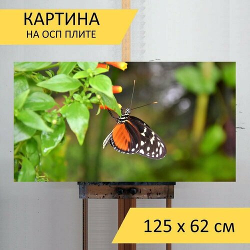 Картина на ОСП 125х62 см. "Окрашенные леди, бабочка, тропические бабочки" горизонтальная, для интерьера, с креплениями