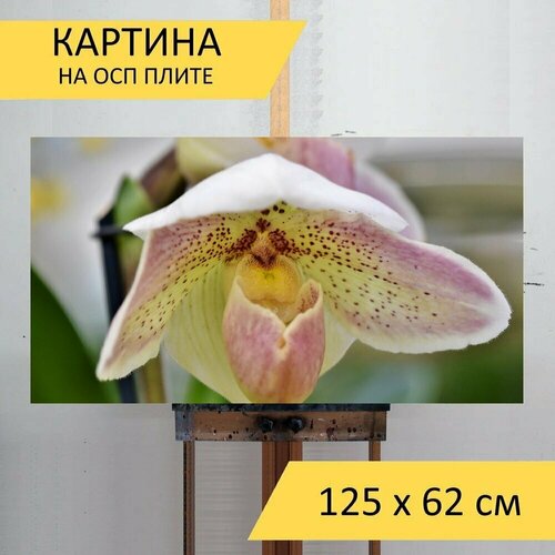 Картина на ОСП 125х62 см. "Орхидеи, орхидея цветок, цвести" горизонтальная, для интерьера, с креплениями