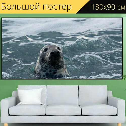 Большой постер "Тюлень, море, дикая природа" 180 x 90 см. для интерьера