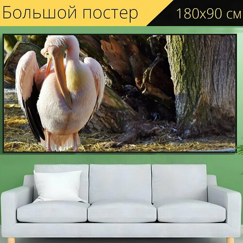 Большой постер "Пеликан, водоплавающая птица, розовый пеликан" 180 x 90 см. для интерьера