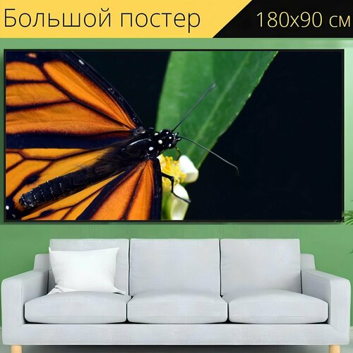 Большой постер "Монарх, бабочки, крыло" 180 x 90 см. для интерьера