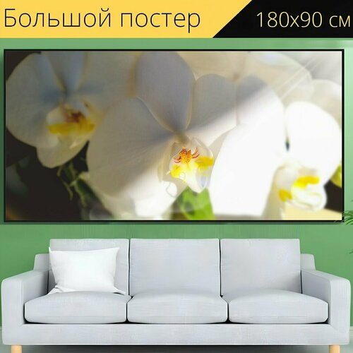 Большой постер "Орхидея, цветок, белый" 180 x 90 см. для интерьера