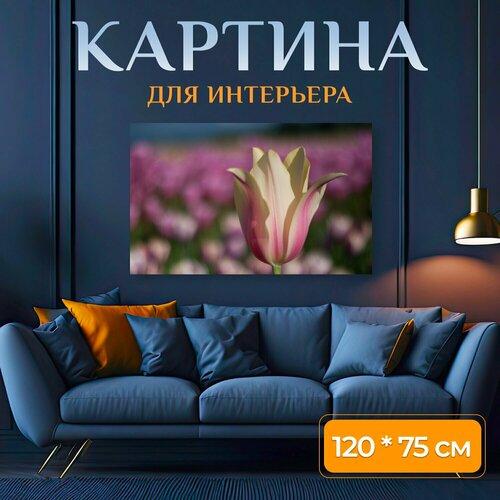 Картина на холсте "Тюльпан, цветок, поле" на подрамнике 120х75 см. для интерьера