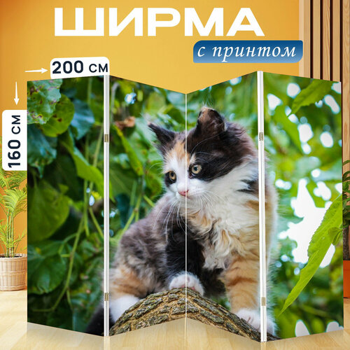 Ширма перегородка с принтом "Кошка, котенок, мило" на холсте - 200x160 см. для зонирования, раскладная