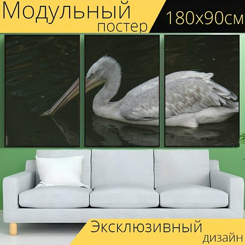 Модульный постер "Пеликан, птица, вода" 180 x 90 см. для интерьера