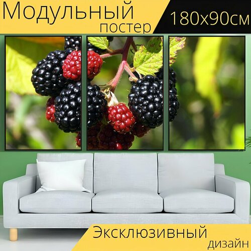 Модульный постер "Ежевика, фрукты, созревание" 180 x 90 см. для интерьера