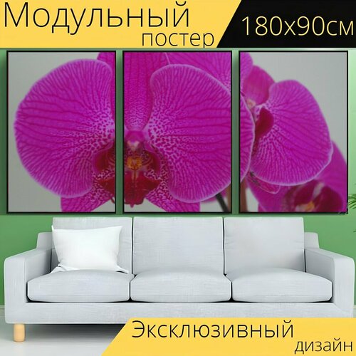 Модульный постер "Цветок, орхидея, завод" 180 x 90 см. для интерьера