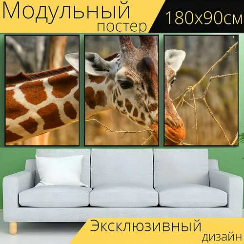 Модульный постер "Жирафа, зоопарк, животное" 180 x 90 см. для интерьера