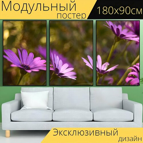 Модульный постер "Цветы, маргариты, ромашки фиолетовые" 180 x 90 см. для интерьера