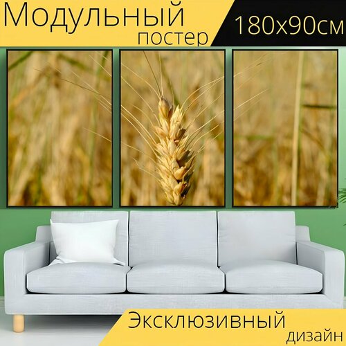 Модульный постер "Ухо, пшеница, зерно" 180 x 90 см. для интерьера