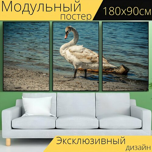 Модульный постер "Лебедь, вода, озеро" 180 x 90 см. для интерьера