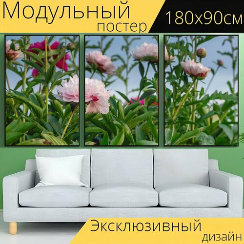 Модульный постер "Пионы, цветок, цвести" 180 x 90 см. для интерьера