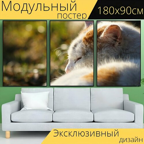Модульный постер "Кошка, животное, спать" 180 x 90 см. для интерьера