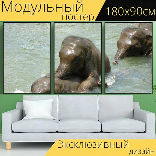 Модульный постер "Слоны, молодые слоны, шри ланка" 180 x 90 см. для интерьера
