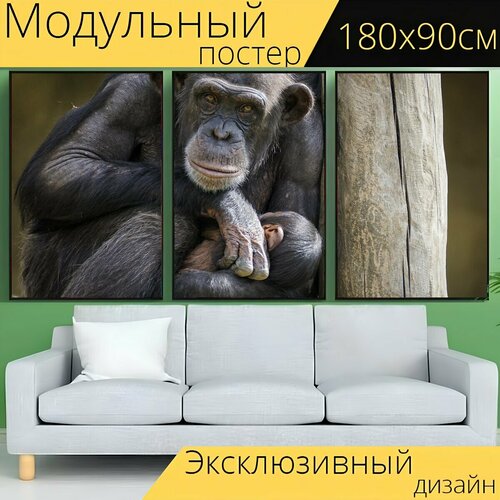Модульный постер "Шимпанзе, обезьяна, млекопитающее" 180 x 90 см. для интерьера