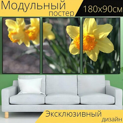 Модульный постер "Нарциссы, весна, цветы" 180 x 90 см. для интерьера