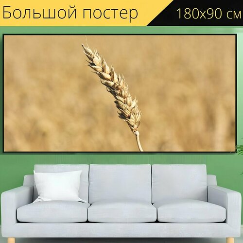 Большой постер "Пшеница, зерно злаков, обрезать" 180 x 90 см. для интерьера