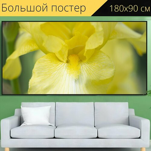 Большой постер "Ирис, весна, желтый" 180 x 90 см. для интерьера