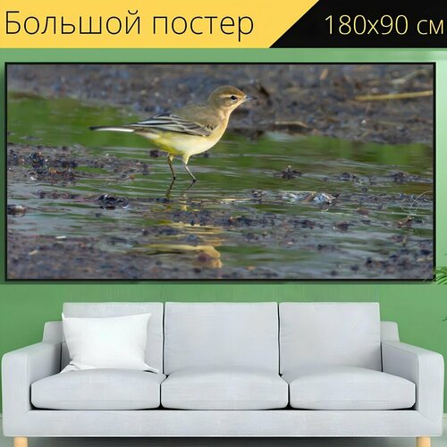 Большой постер "Желтая трясогузка, птица, животное" 180 x 90 см. для интерьера