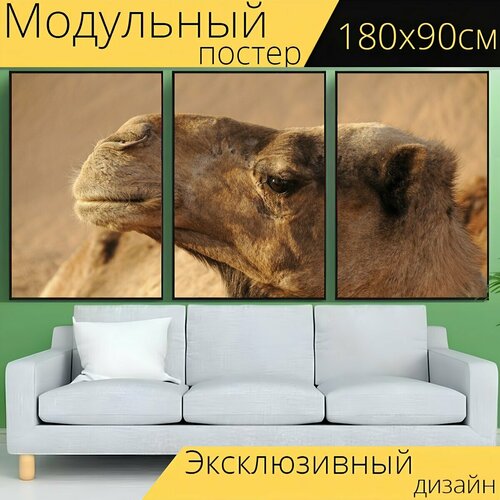 Модульный постер "Марокко, верблюд, пустыня" 180 x 90 см. для интерьера