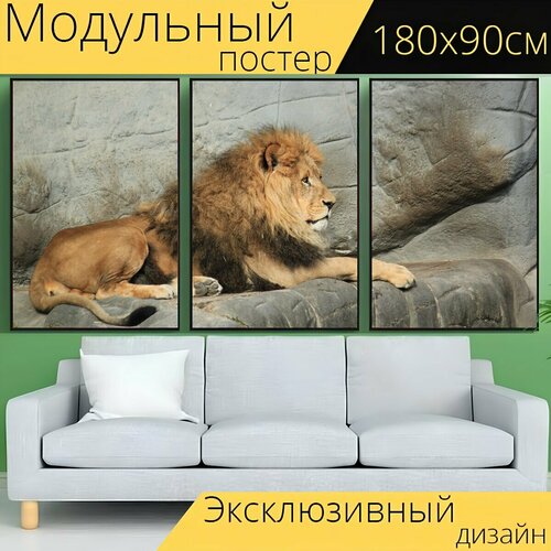 Модульный постер "Лев, животное, зоопарк" 180 x 90 см. для интерьера