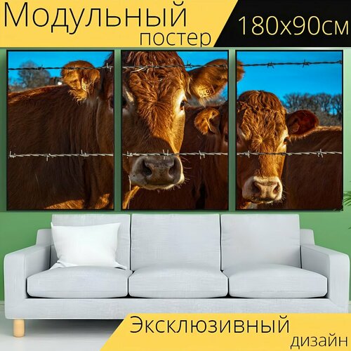 Модульный постер "Корова, говядина, животное" 180 x 90 см. для интерьера
