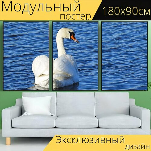 Модульный постер "Лебедь, озеро, воды" 180 x 90 см. для интерьера
