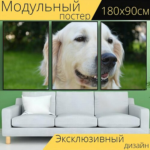 Модульный постер "Собака, золотистый ретривер, порода" 180 x 90 см. для интерьера