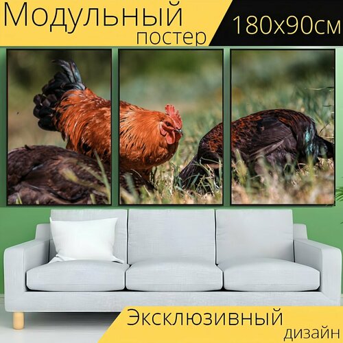 Модульный постер "Куры, курица, петух" 180 x 90 см. для интерьера