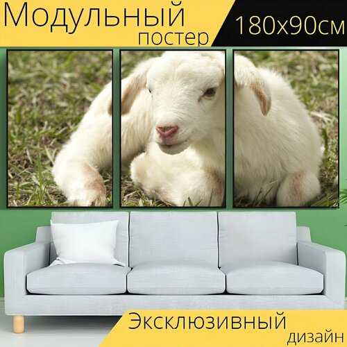Модульный постер "Ягненок, ферма, овец" 180 x 90 см. для интерьера