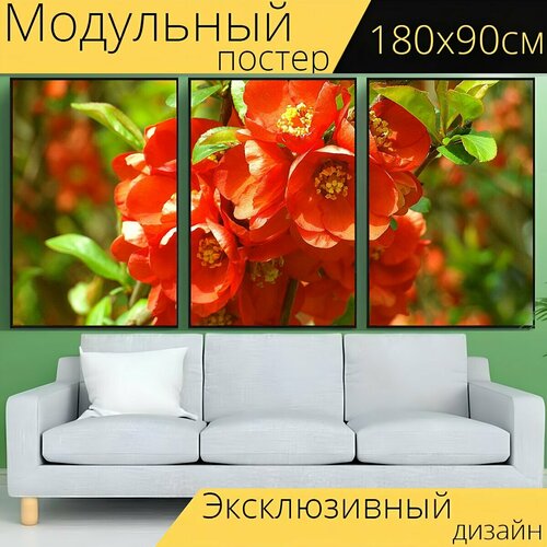 Модульный постер "Цветы айвы, красный, природа" 180 x 90 см. для интерьера