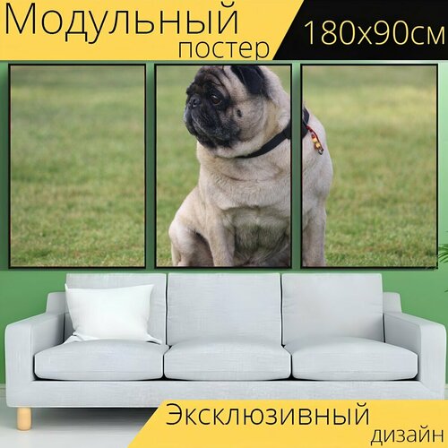 Модульный постер "Мопс, собака, домашний питомец" 180 x 90 см. для интерьера