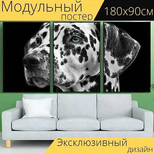 Модульный постер "Далматинец, собака, животное" 180 x 90 см. для интерьера