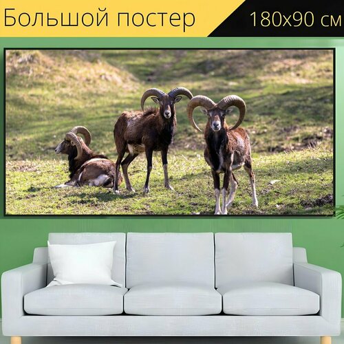 Большой постер "Муфлон, овец, животные" 180 x 90 см. для интерьера