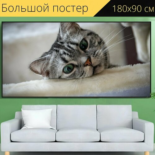 Большой постер "Котенок, кот, милый" 180 x 90 см. для интерьера