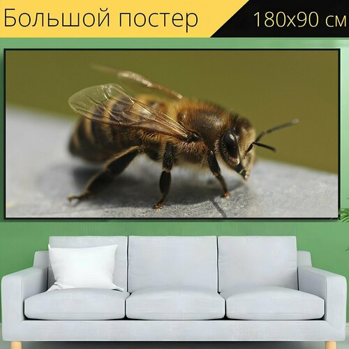 Большой постер "Пчела, закрывать, насекомое" 180 x 90 см. для интерьера